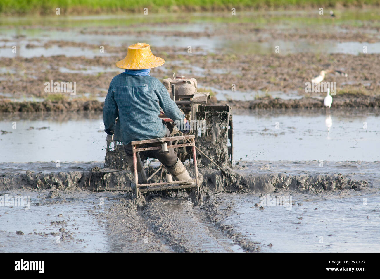 Rice paddy preparation hi-res stock photography and images - Alamy
