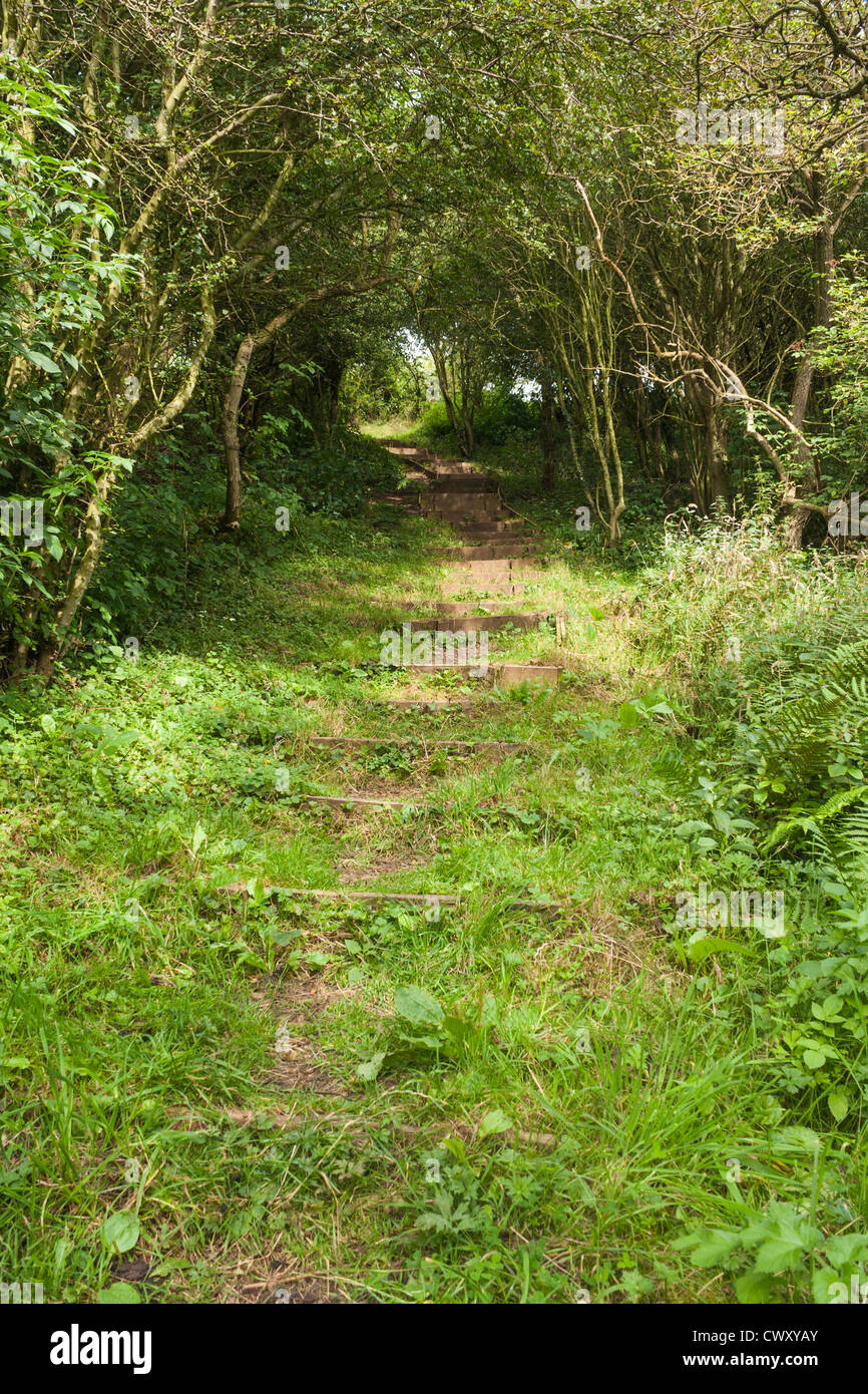 Wooden steps in the mud going up a bank in the woods Stock Photo - Alamy