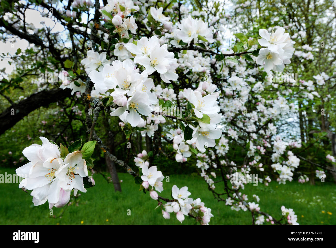 Rural garden in the spring and a blossoming apple tree Stock Photo - Alamy