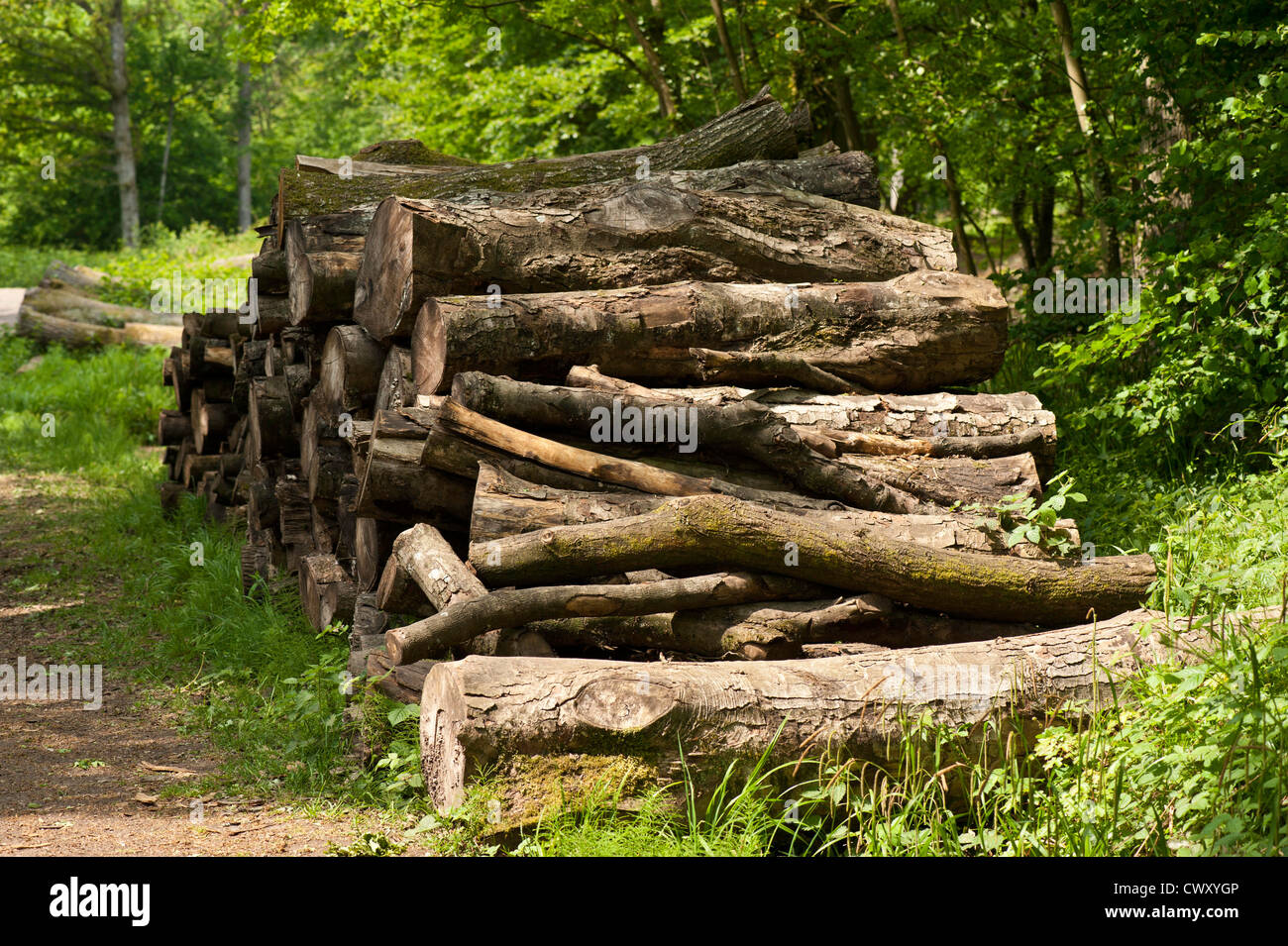 Log pile in a wood Stock Photo - Alamy