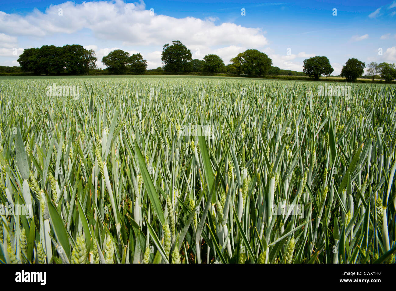 Close up young wheat growing hi-res stock photography and images - Alamy