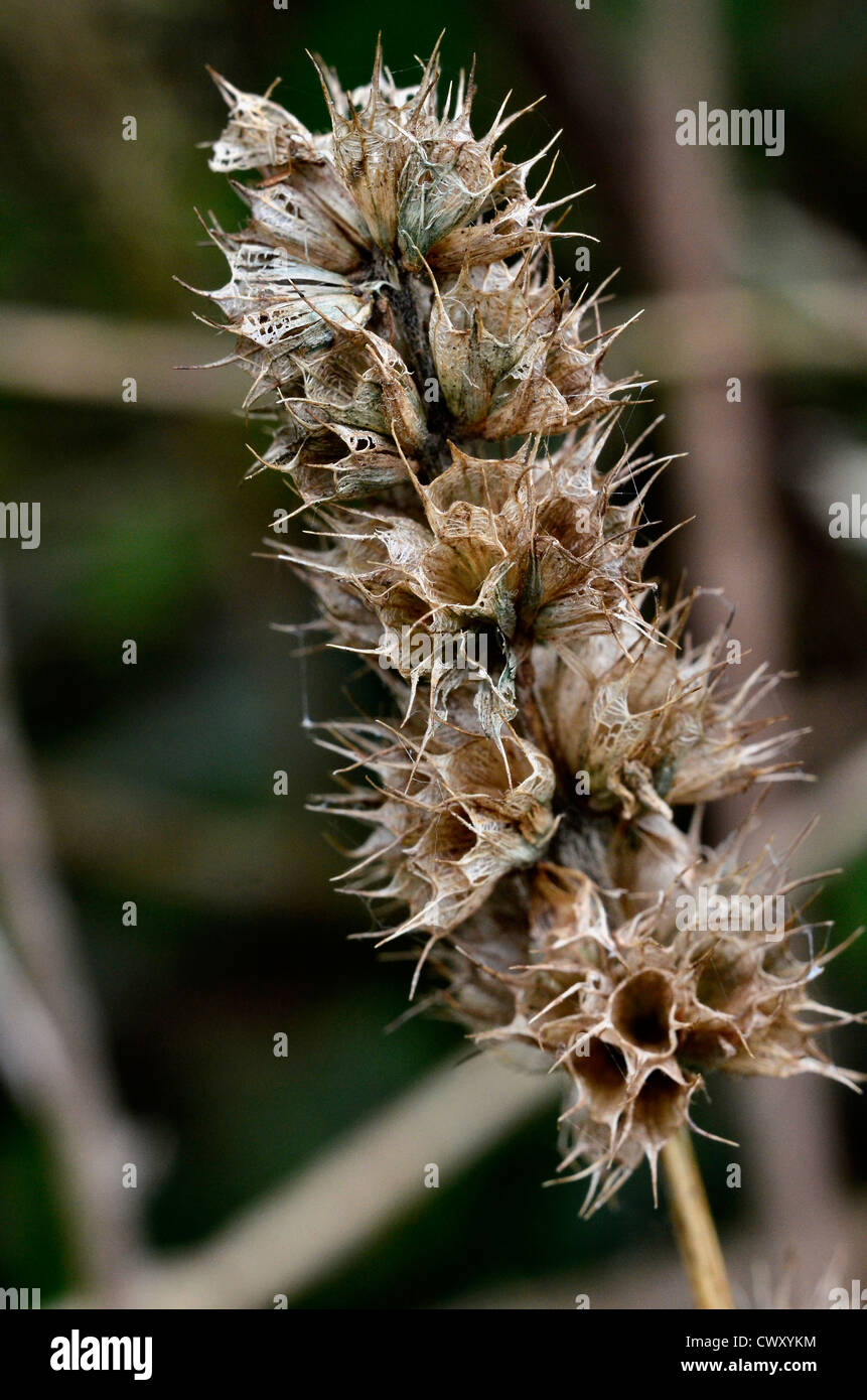 Stachys sp hi-res stock photography and images - Alamy