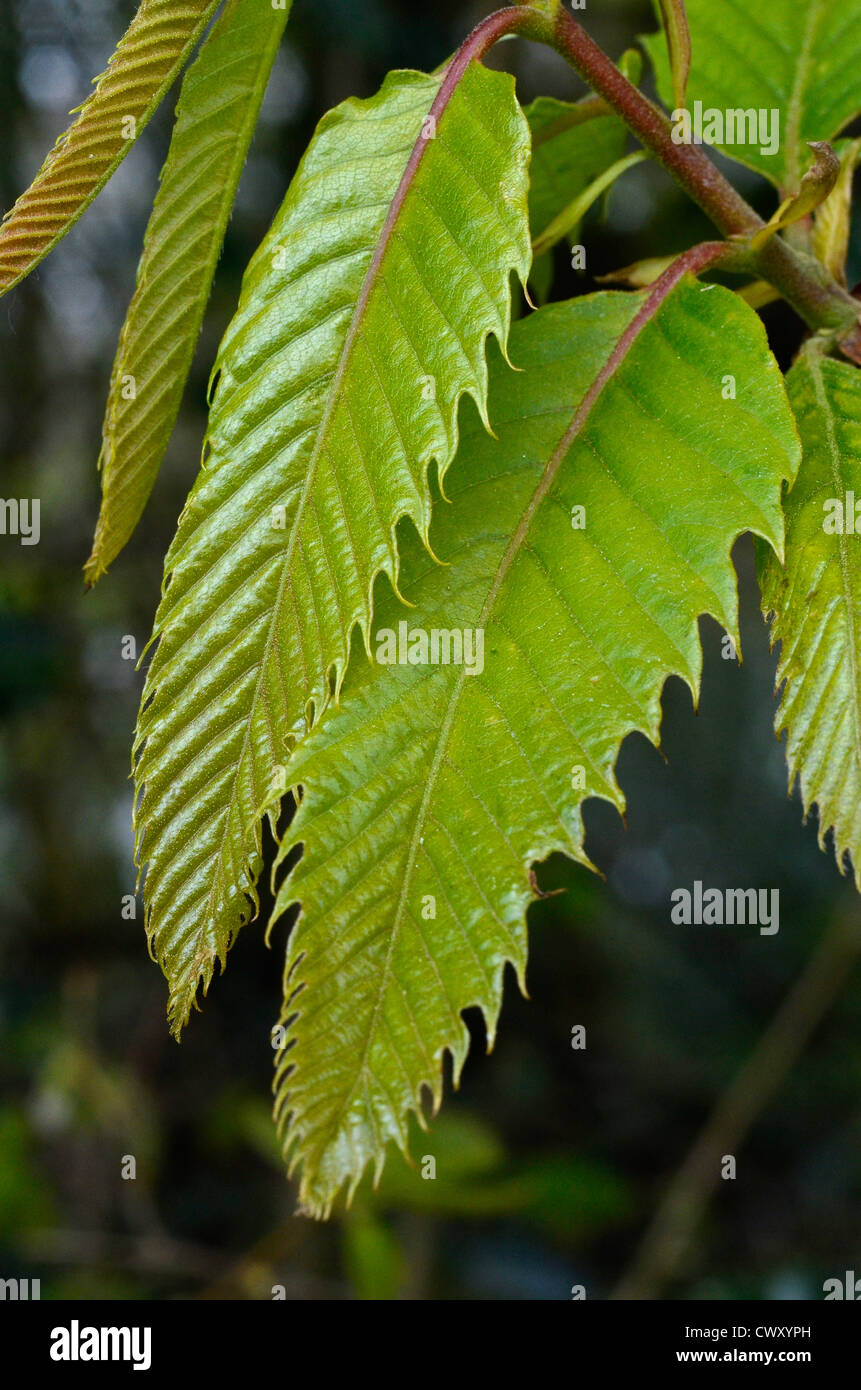 English sweet chestnut tree leaf hi-res stock photography and images ...