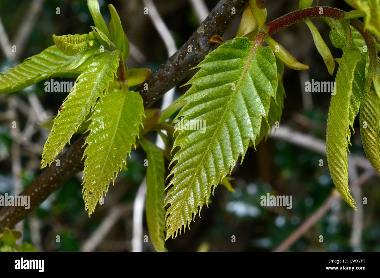 Leaves / foliage of Sweet Chestnut / Castanea sativa Stock Photo - Alamy