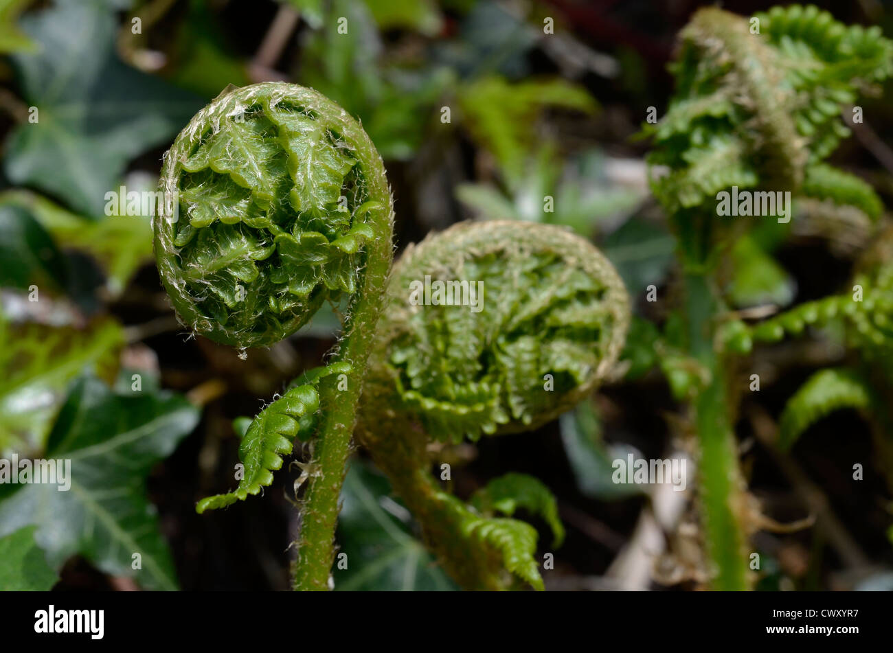 Fiddleheads / Leaves / foliage of Bracken (Pteridium aquilinum) crozier ...