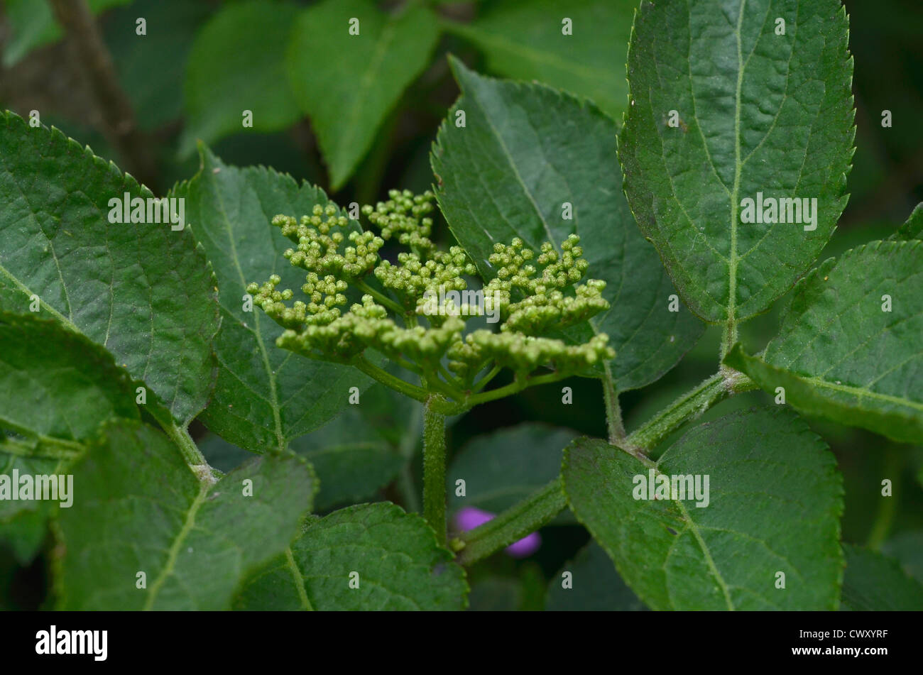 English elder tree hi-res stock photography and images - Alamy