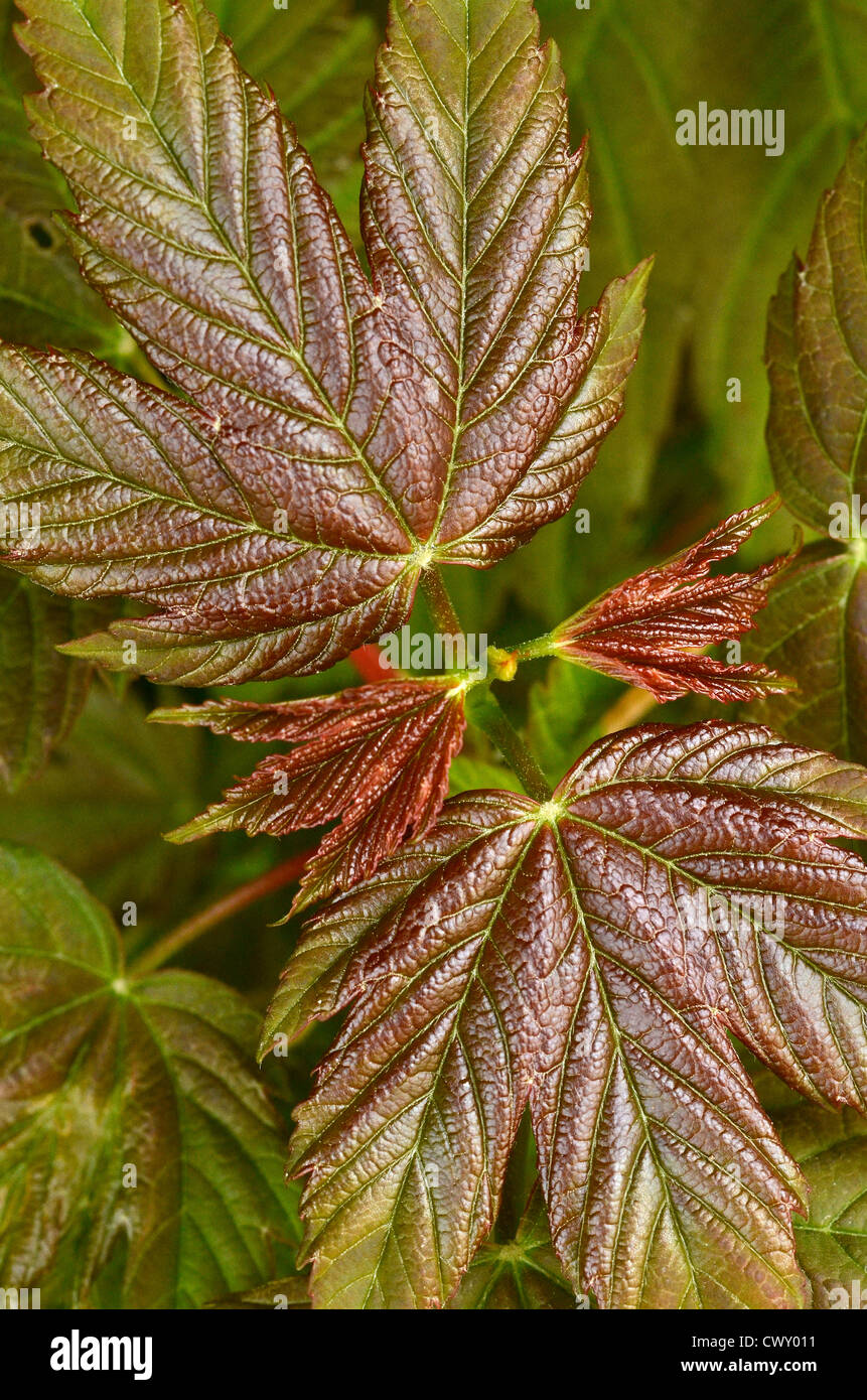 Young leaves of Sycamore (Acer pseudoplatanus). Sycamore is a member of ...
