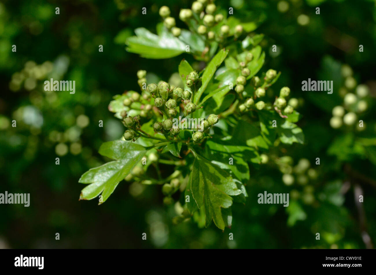 Flower buds of Hawthorn tree / Crataegus monogyna Stock Photo - Alamy