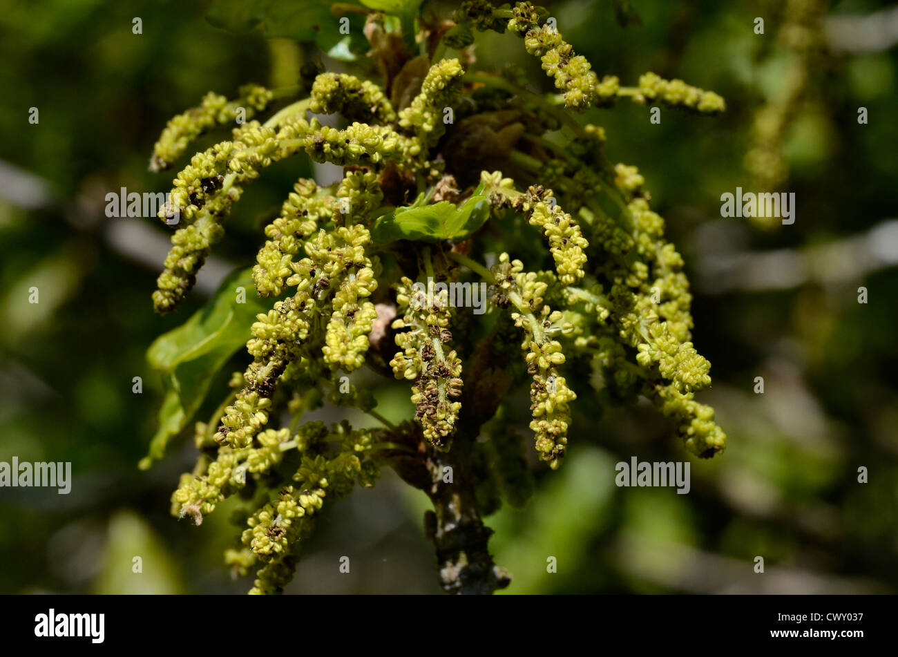 Flowering parts of Pedunculate Oak (Quercus robur). Shallow focus ...