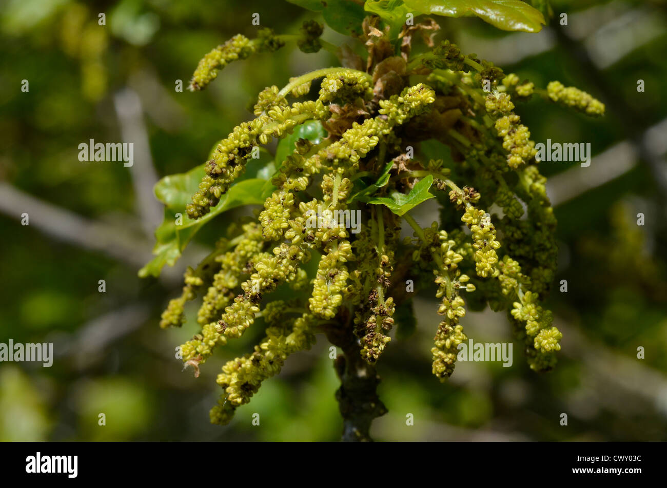 Oak Tree Flower Stock Photos & Oak Tree Flower Stock Images - Alamy