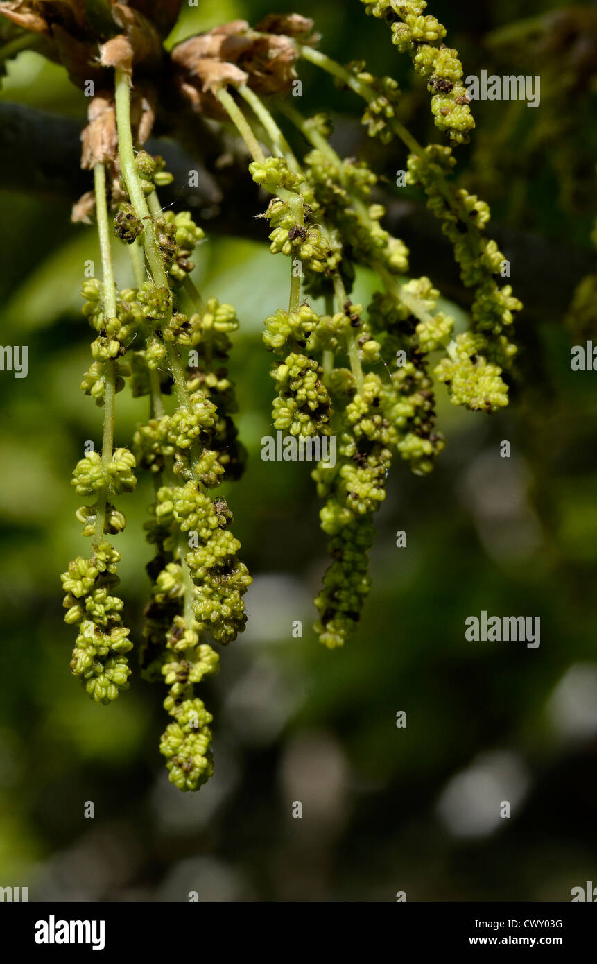 Flowering parts of Pedunculate Oak (Quercus robur). Shallow focus ...