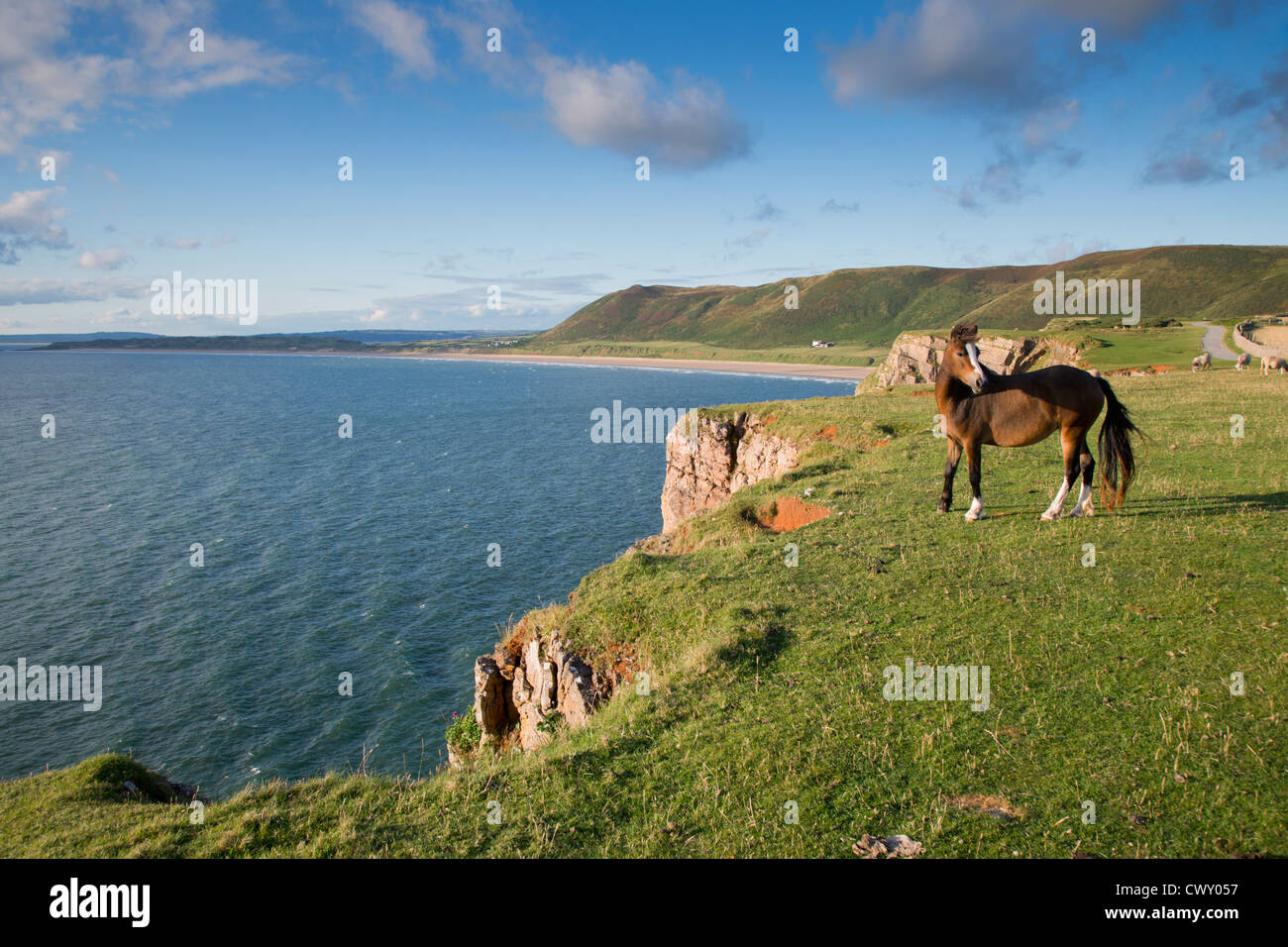 Gower pony hi-res stock photography and images - Alamy