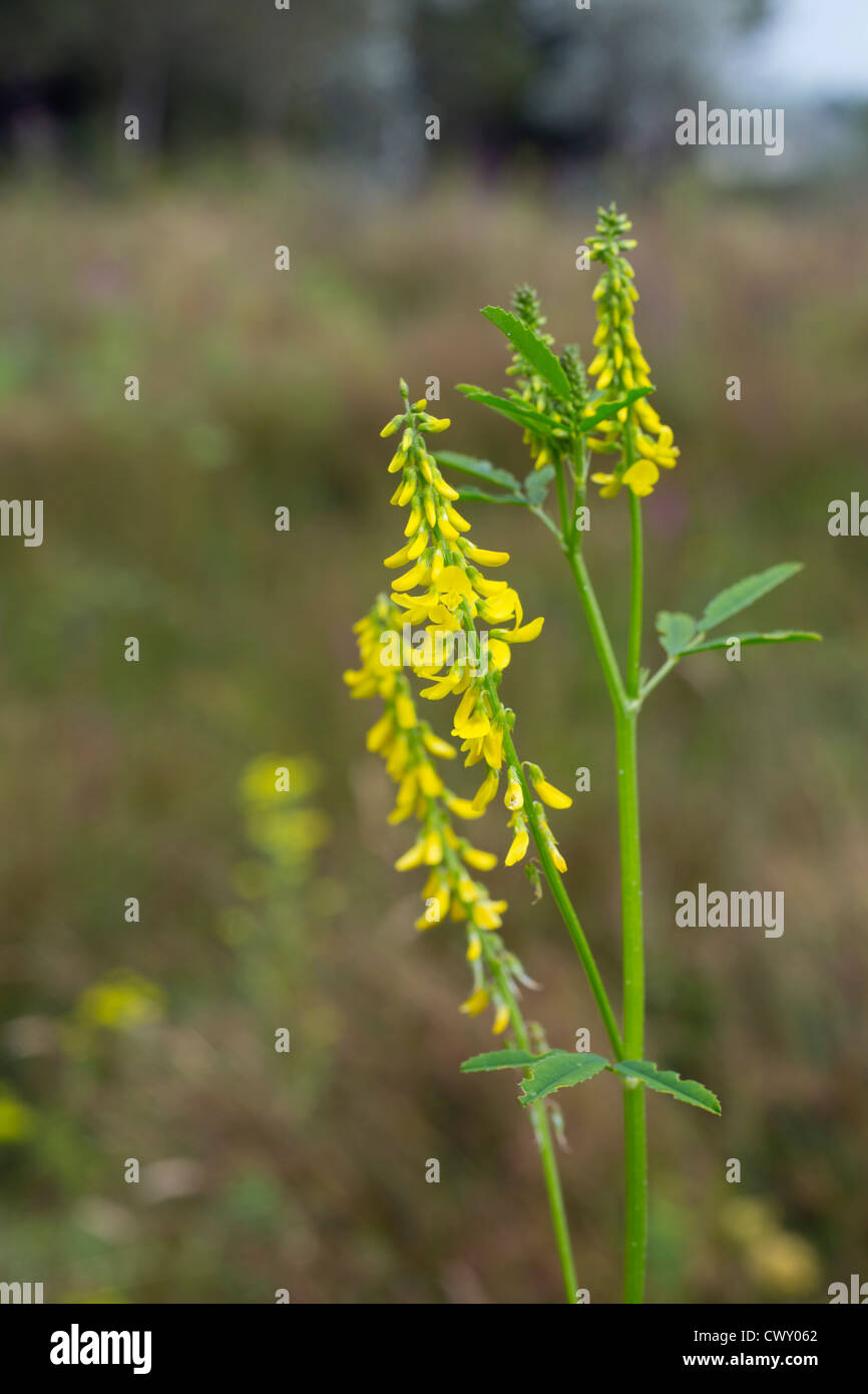 Ribbed Melilot; Melilotus officinalis; Cornwall; UK Stock Photo - Alamy