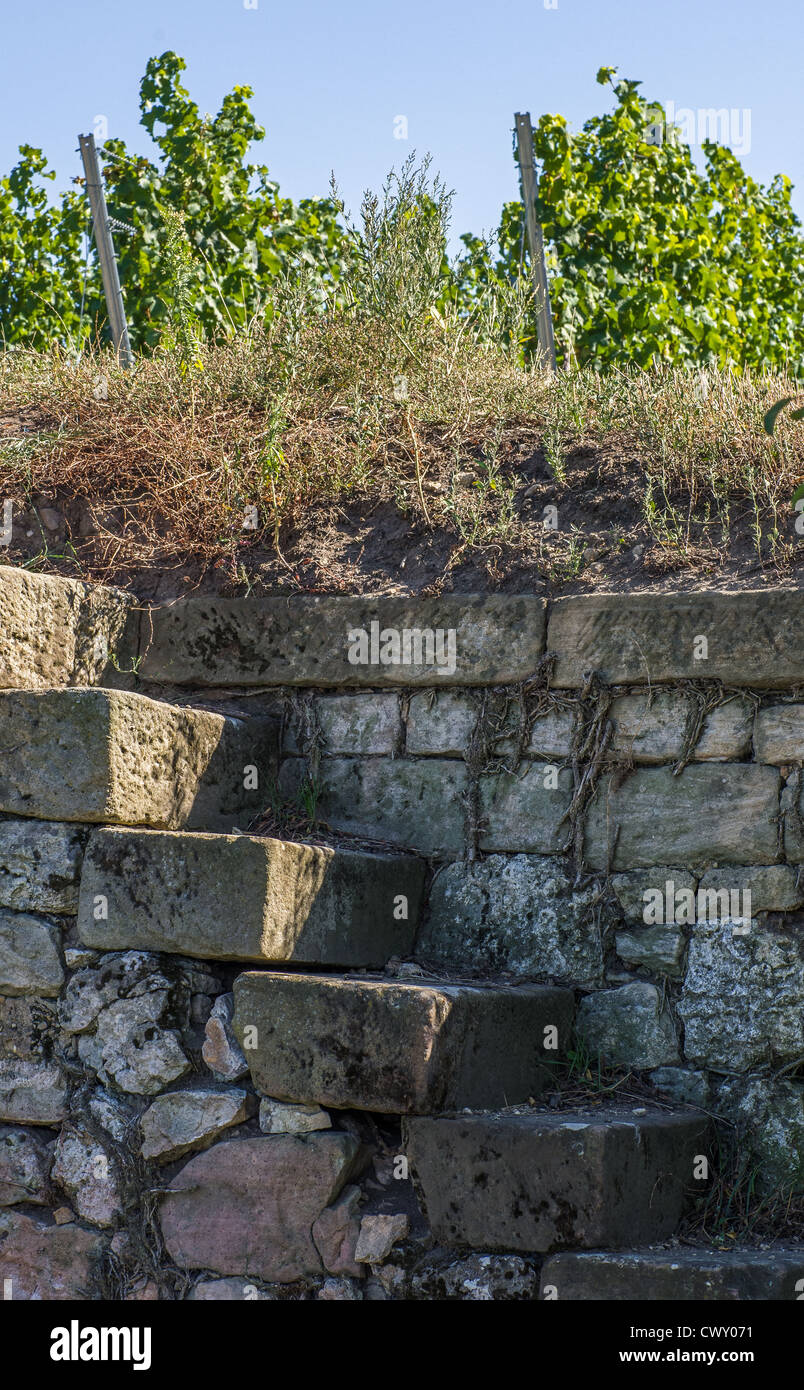 Staircase in the vineyards Stock Photo - Alamy