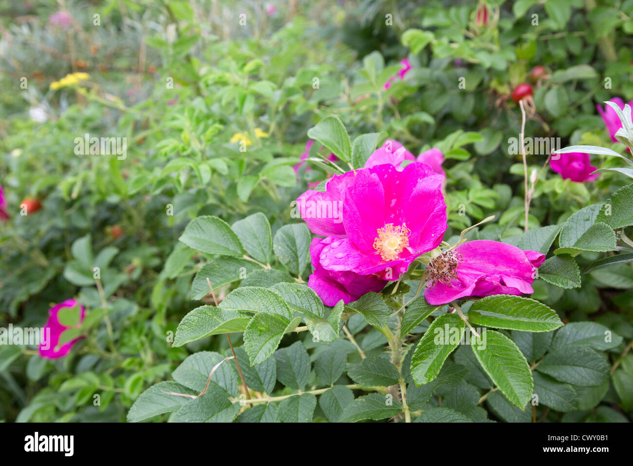 Rose; Rosa rugosa; UK; summer Stock Photo - Alamy