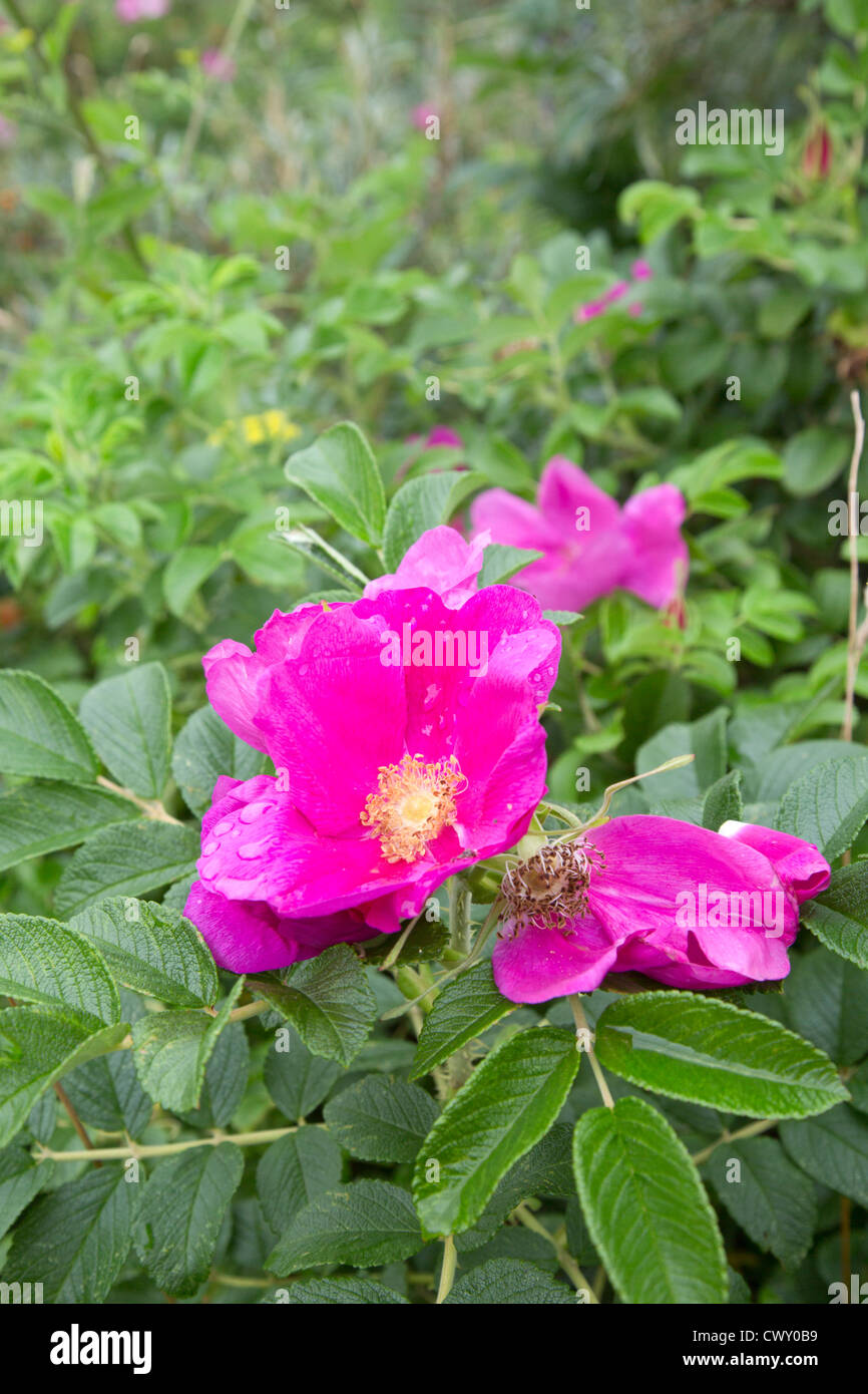 Rose; Rosa rugosa; UK; summer Stock Photo - Alamy