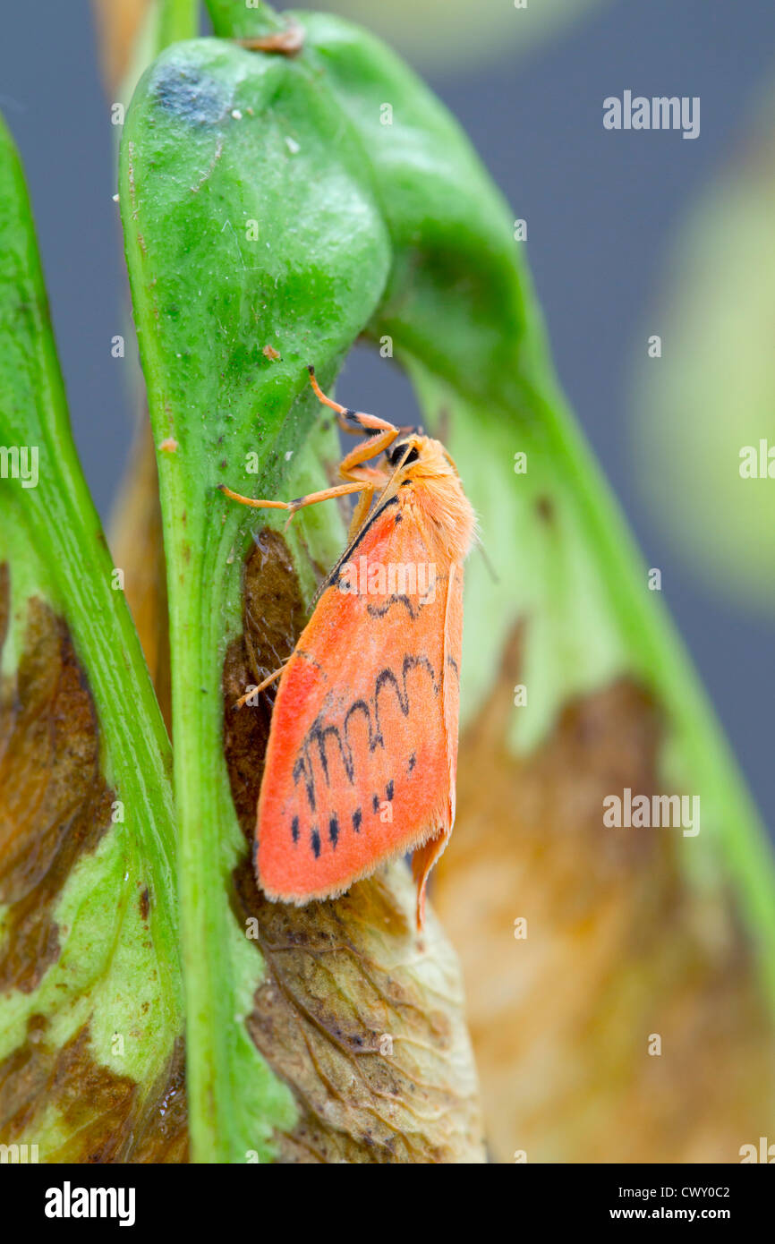 Footman moth hi-res stock photography and images - Alamy