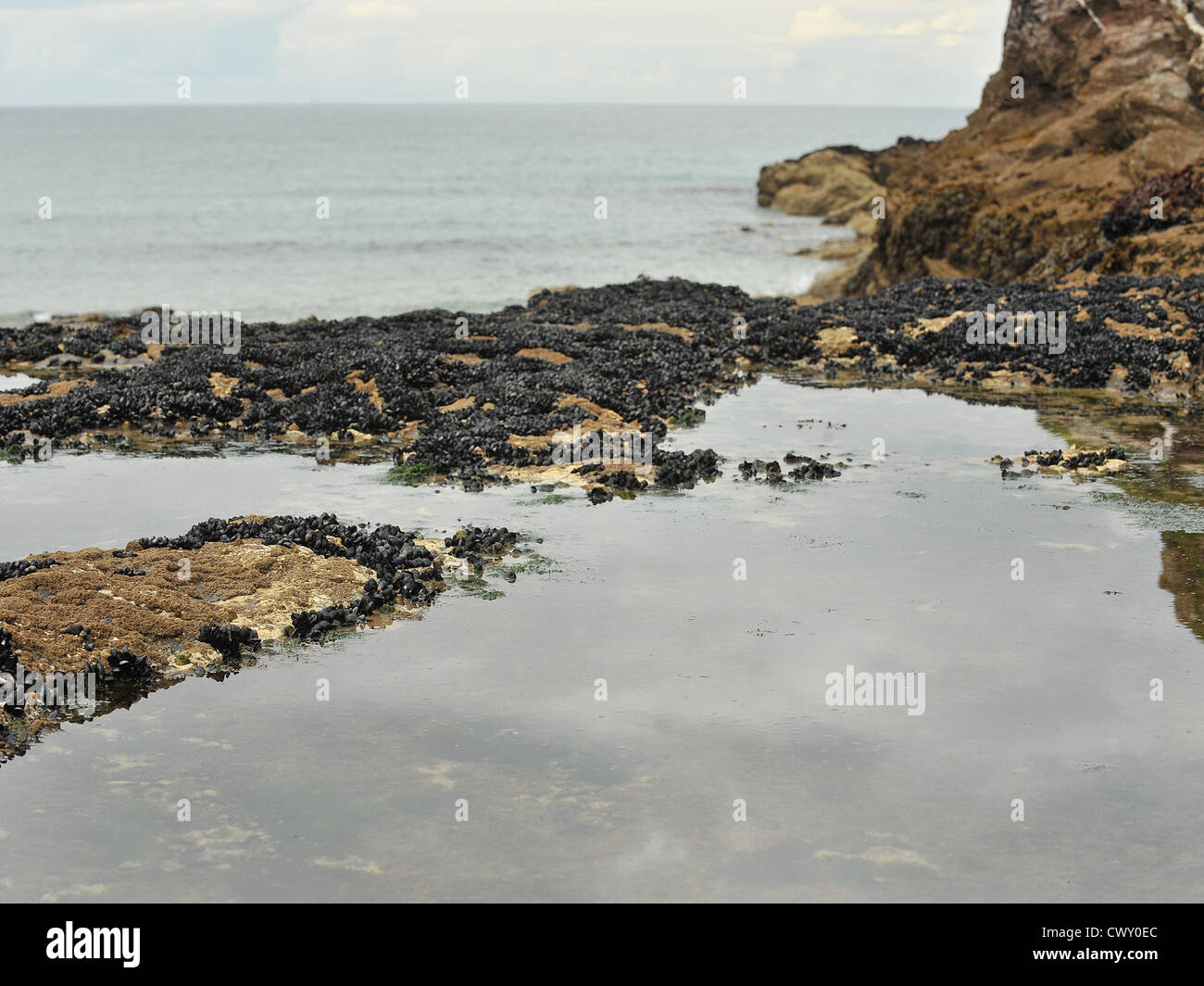 Rockpool cornwall hi-res stock photography and images - Alamy
