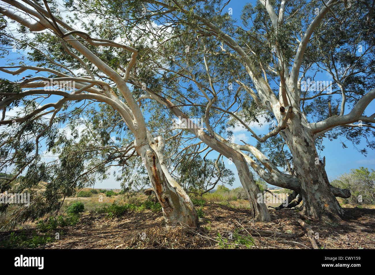 Australian trees with light bark, growing in Israel Stock Photo - Alamy
