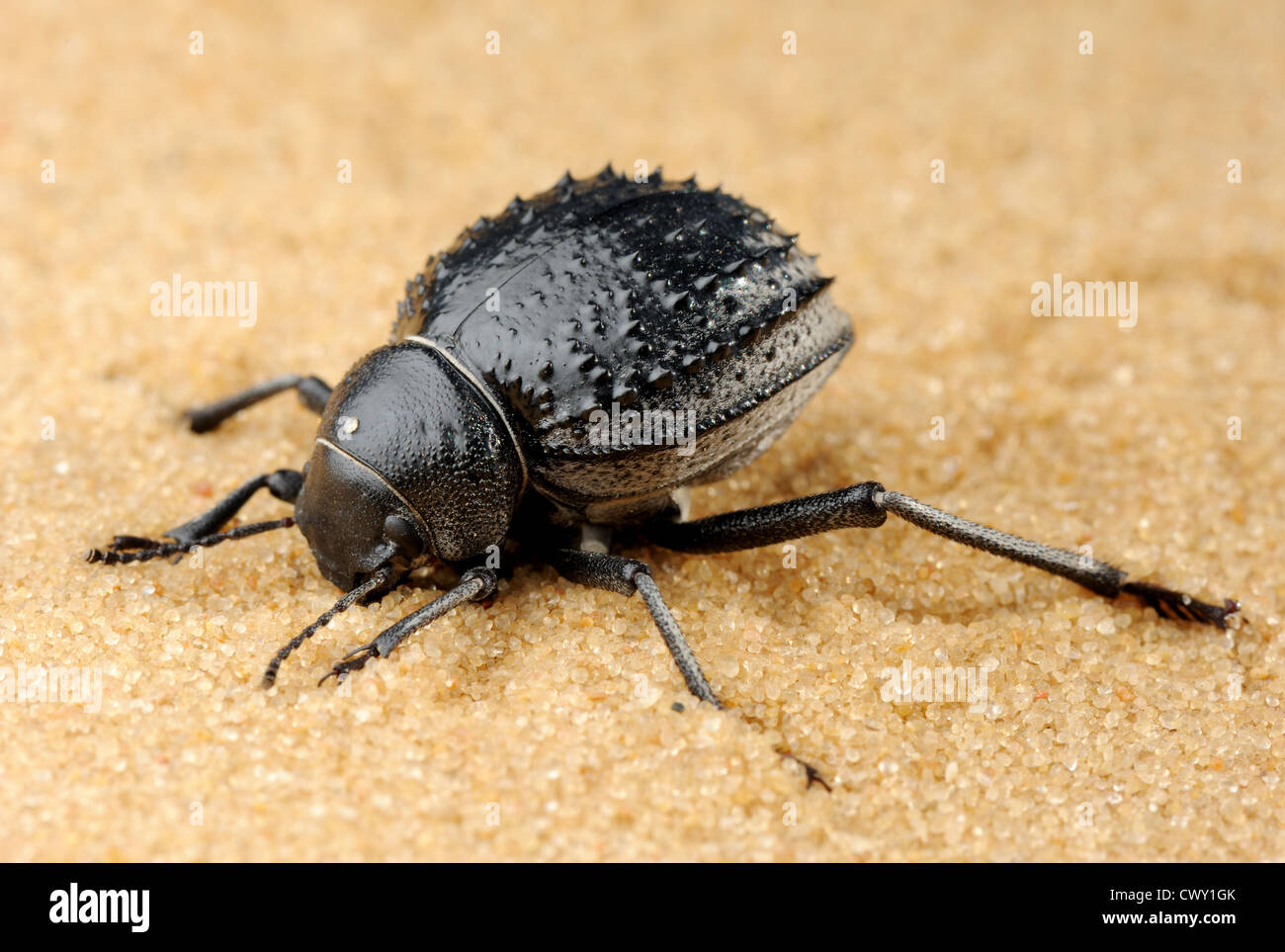 Mating darkling beetle in desert hi-res stock photography and images ...