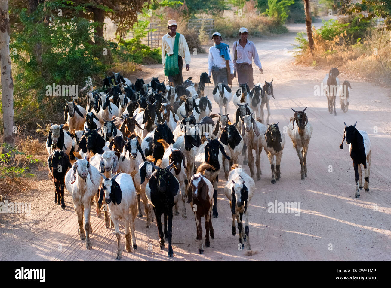 Goat herders in Bagan, Myanmar Stock Photo - Alamy