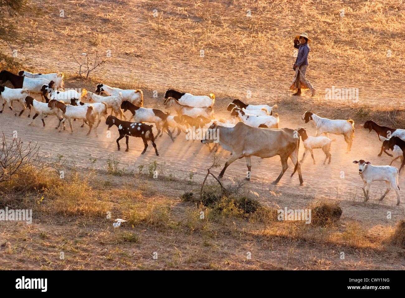 Animal herder in Bagan, Myanmar Stock Photo - Alamy