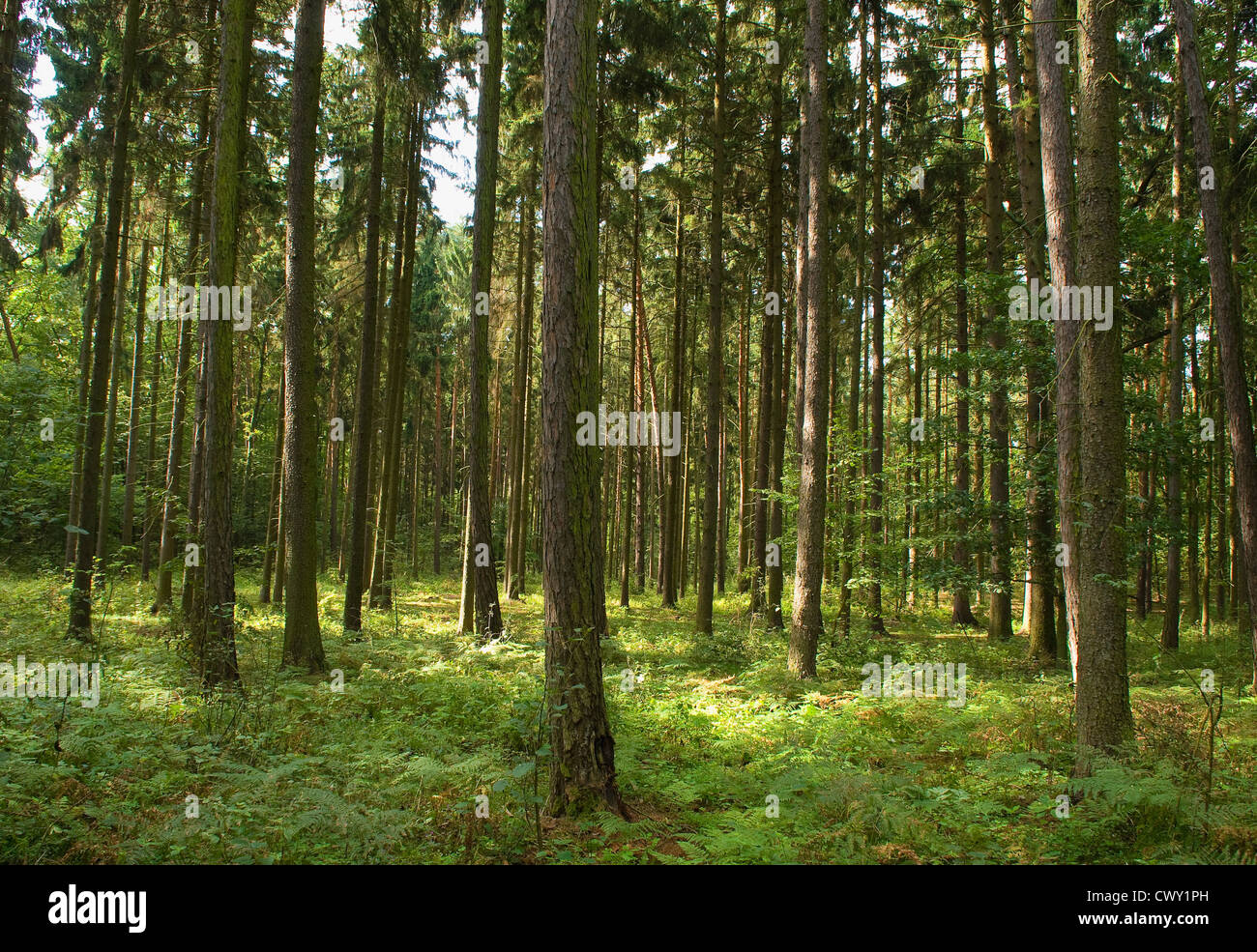 Ips typographus spruce hi-res stock photography and images - Alamy