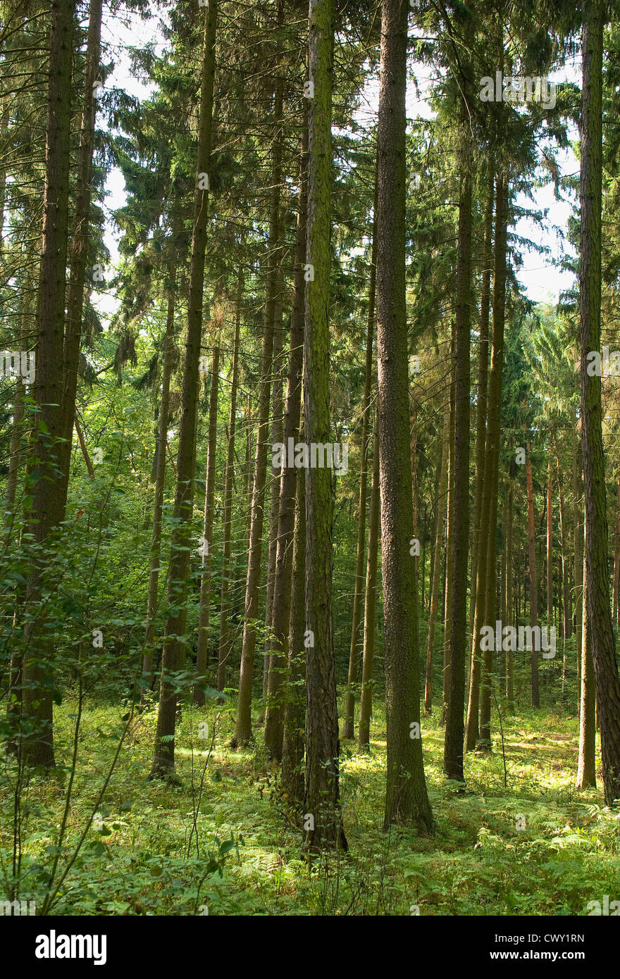 Spruce tree pest hi-res stock photography and images - Alamy