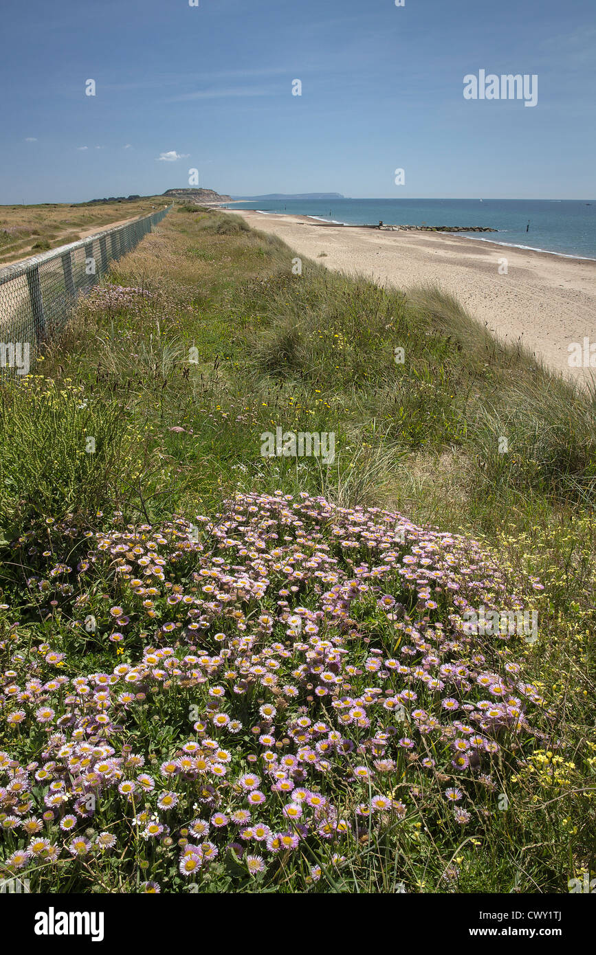 Hengistbury Head in the background, Solent Beach, Sea Thrift foreground ...