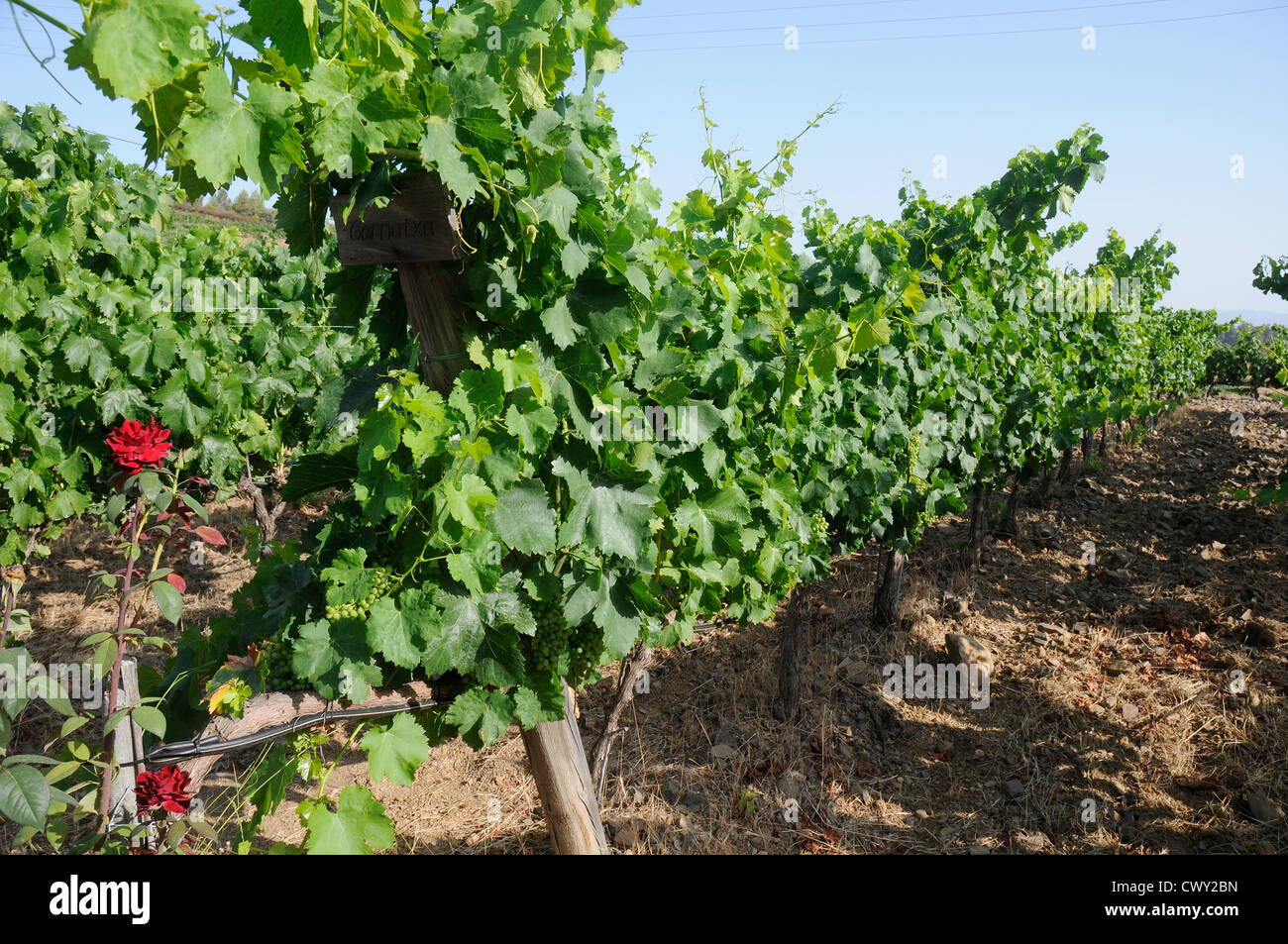 Grenache grapes hi-res stock photography and images - Alamy Grenache grapes hi-res stock photography and images - Alamy