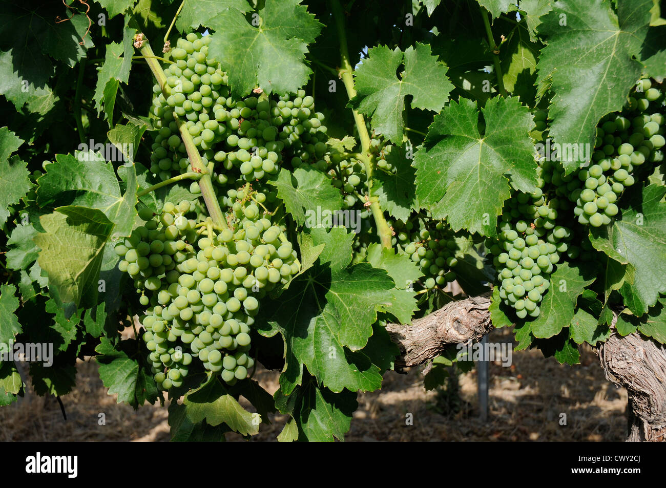 Grenache grapes hi-res stock photography and images - Alamy Grenache grapes hi-res stock photography and images - Alamy