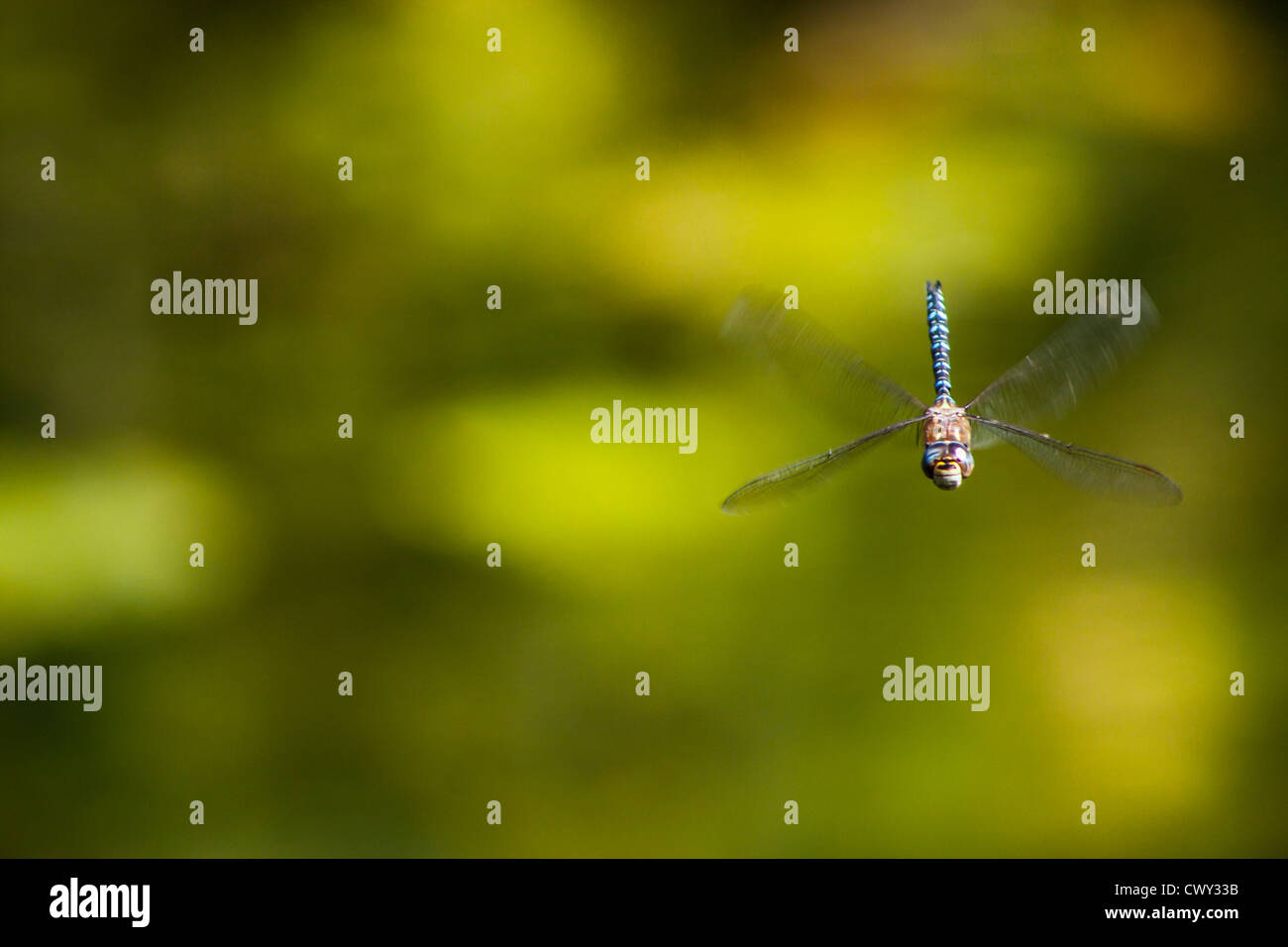Dragonfly in flight Stock Photo - Alamy