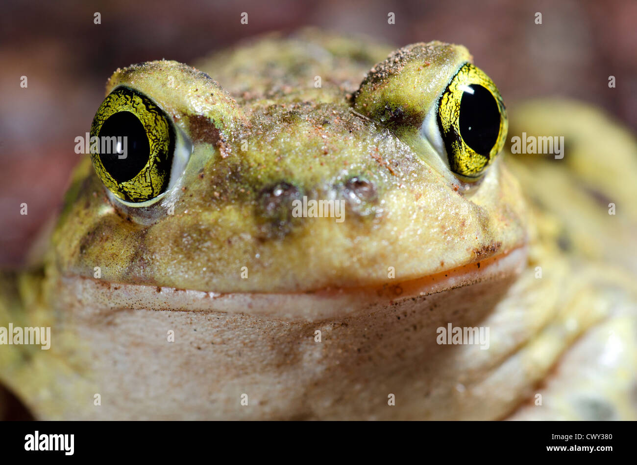 Couch's Spadefoot Toad, (Scaphiopus couchii), south of Bosque del ...