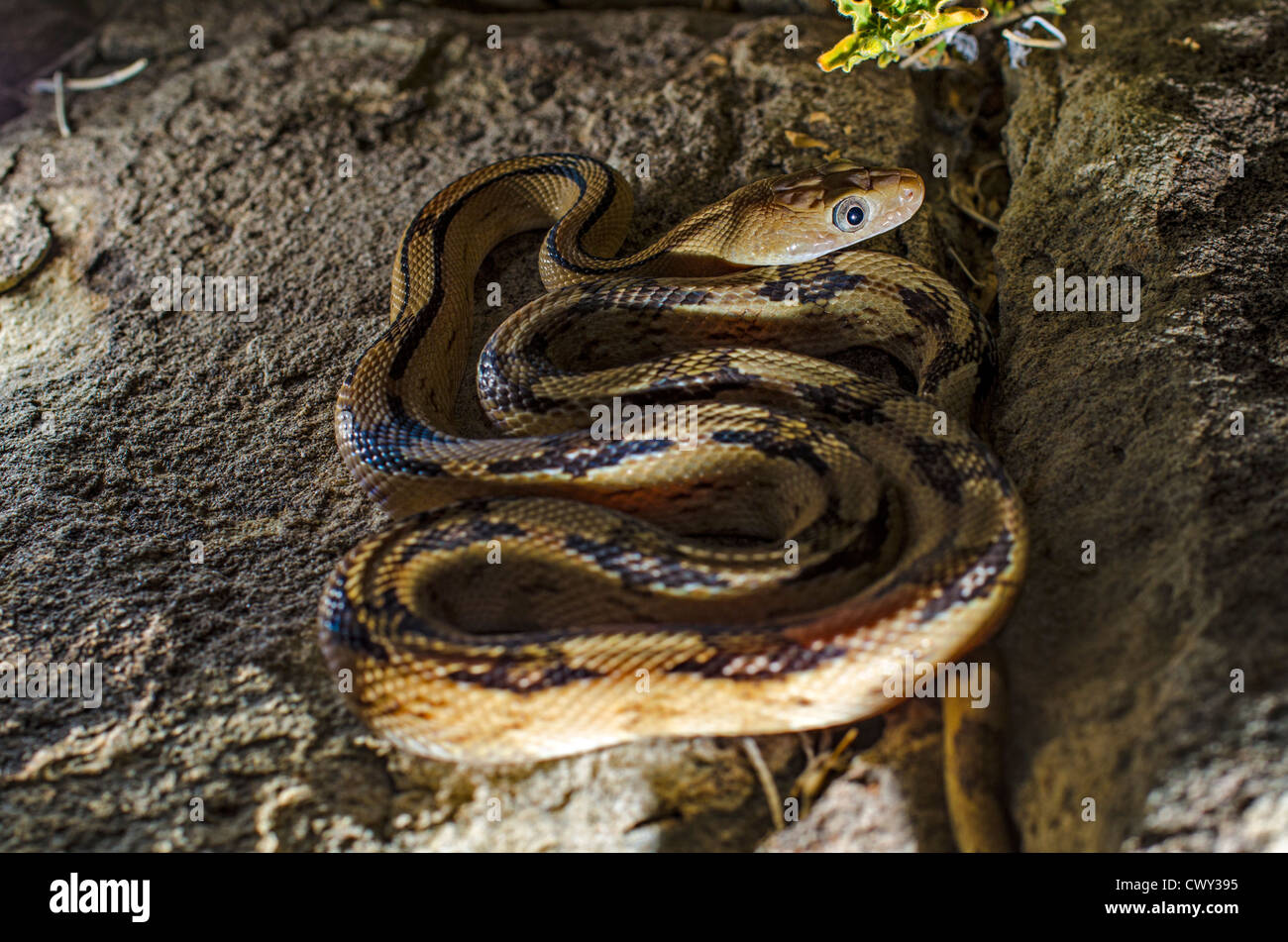 Northern Trans-pecos Ratsnake, (Bogertophis subocularis subocularis ...