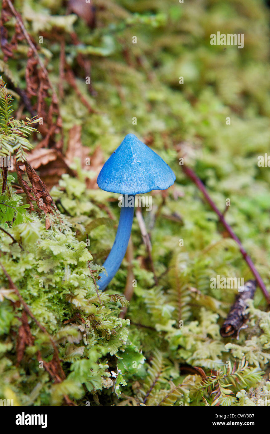 Blue Toadstool High Resolution Stock Photography and Images - Alamy