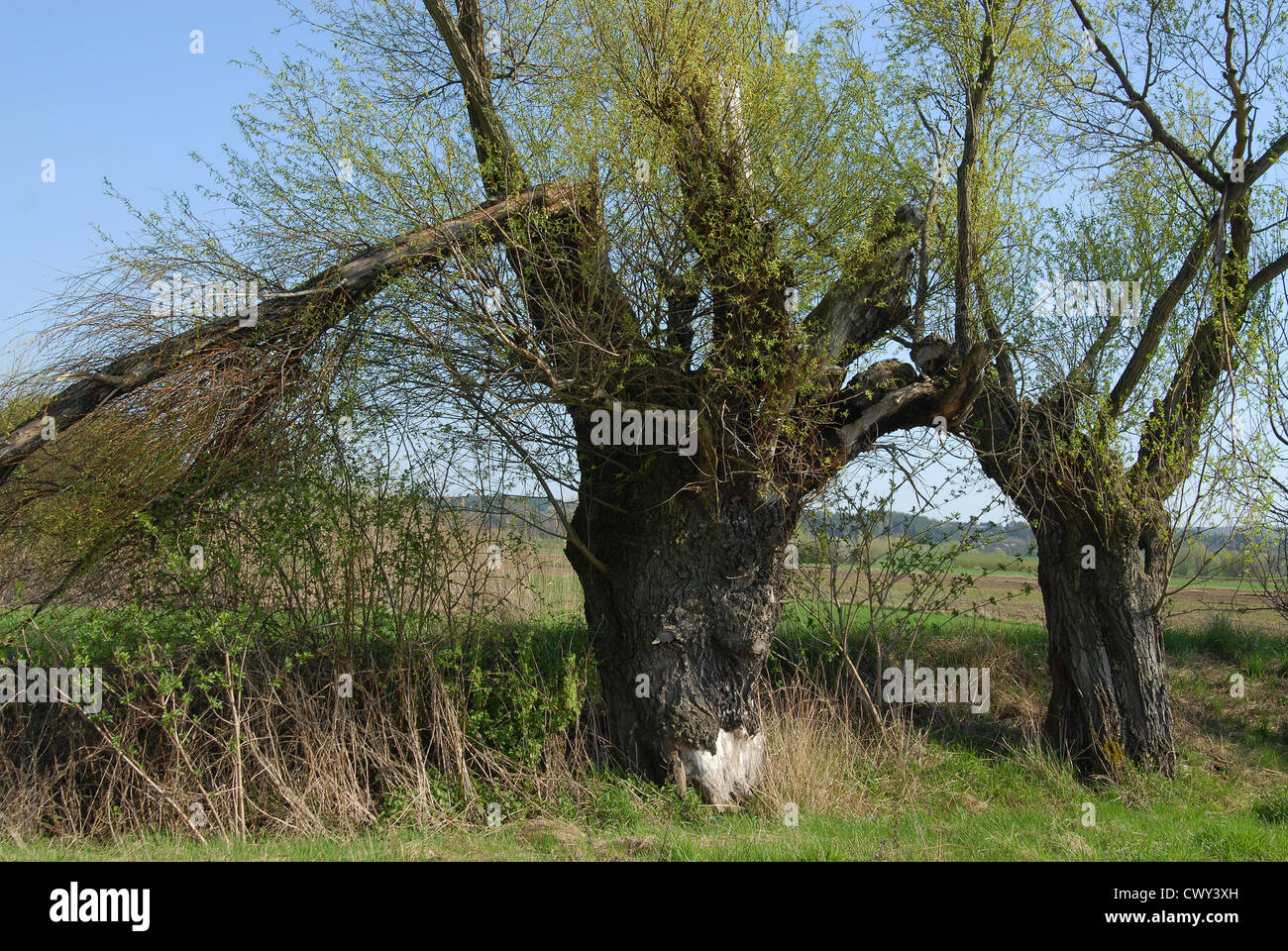 Old willow tree hi-res stock photography and images - Alamy