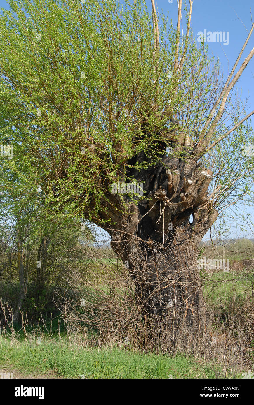 Old willow , tree growing in the field Stock Photo - Alamy