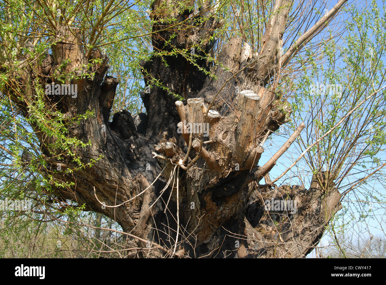 Old willow , tree growing in the field Stock Photo - Alamy