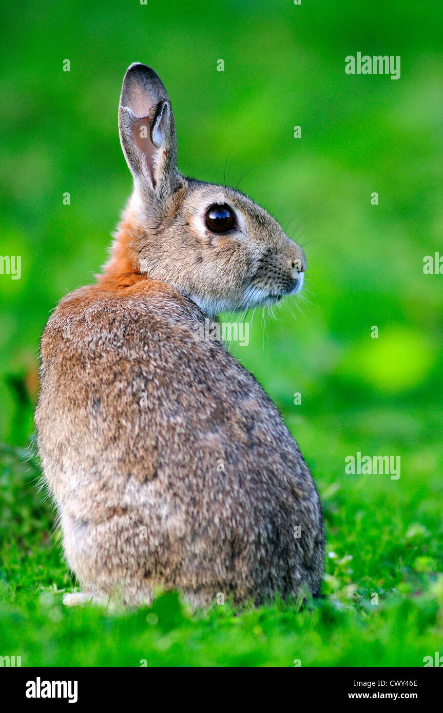 RABBIT Oryctolagus cuniculus Stock Photo - Alamy