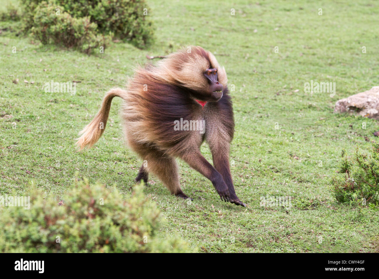 Male Gelada baboon (Theropithecus gelada) running Simien Mountains ...
