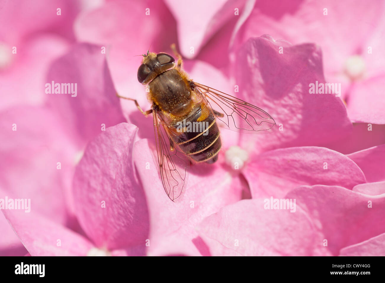 Hover Fly Bee wasp. Insect Taken at our garden Amlwch Anglesey North ...