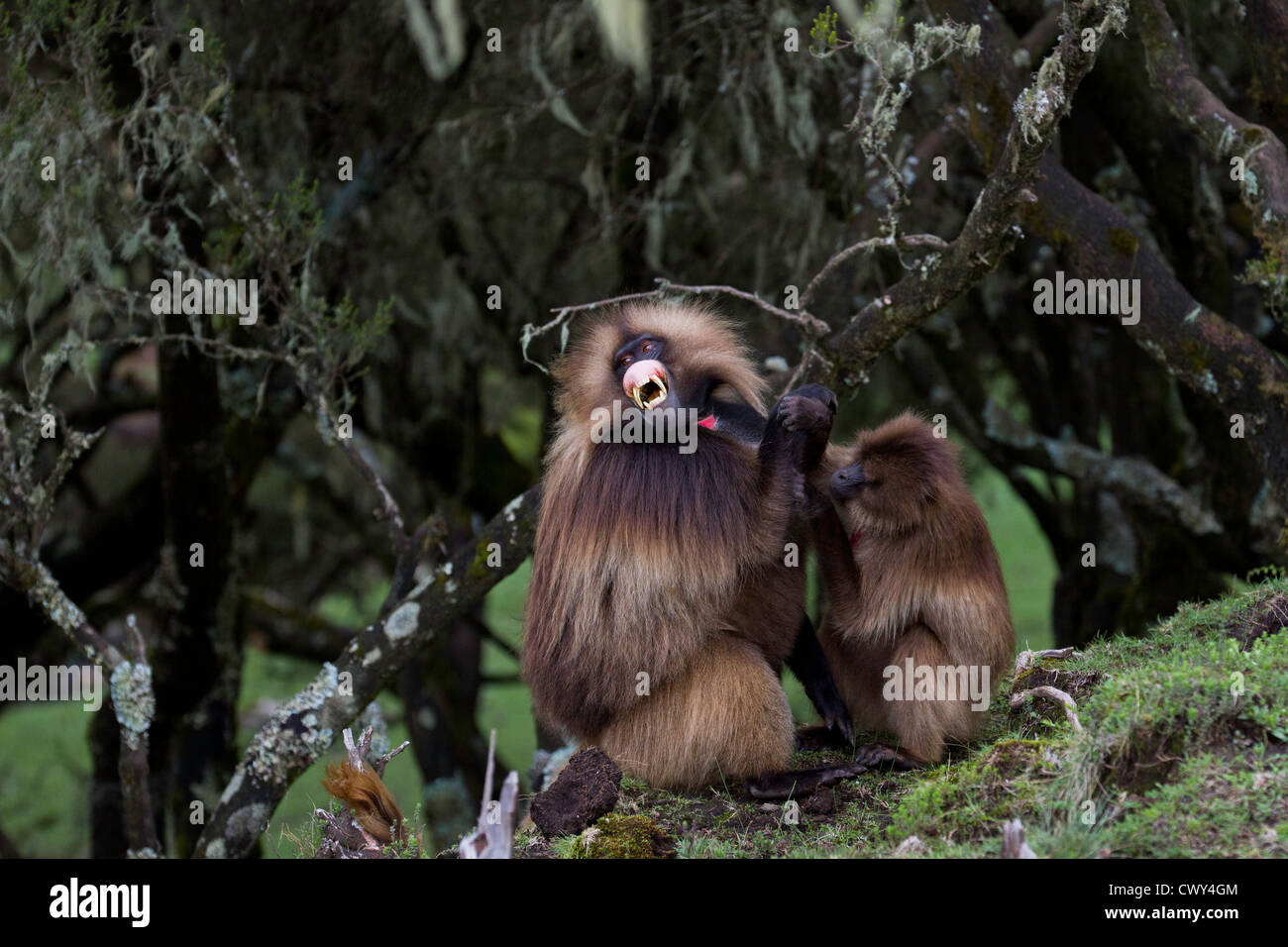Male Gelada baboon (Theropithecus gelada) showing sign of aggression ...