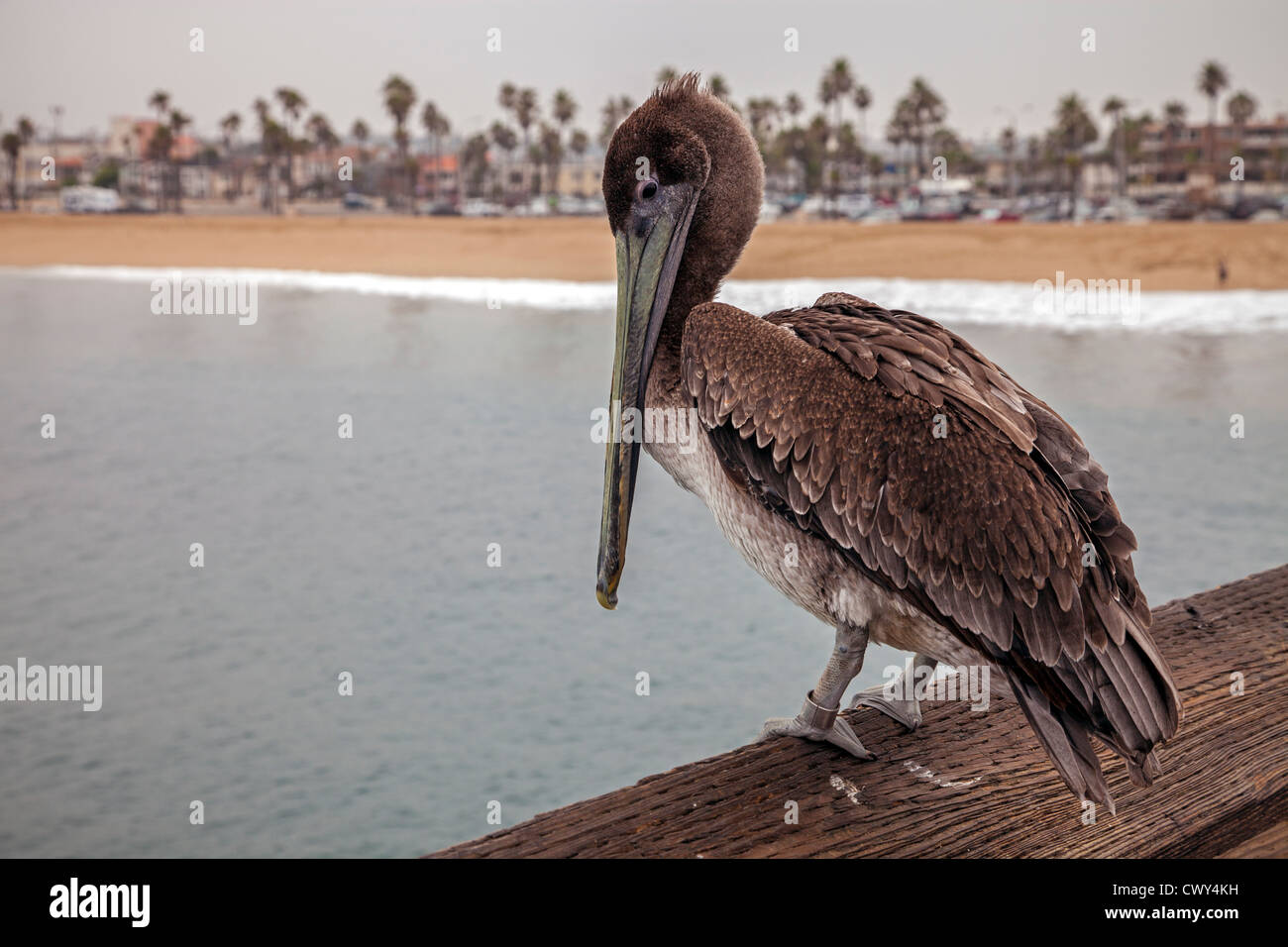 Pelican on Pier Stock Photo - Alamy