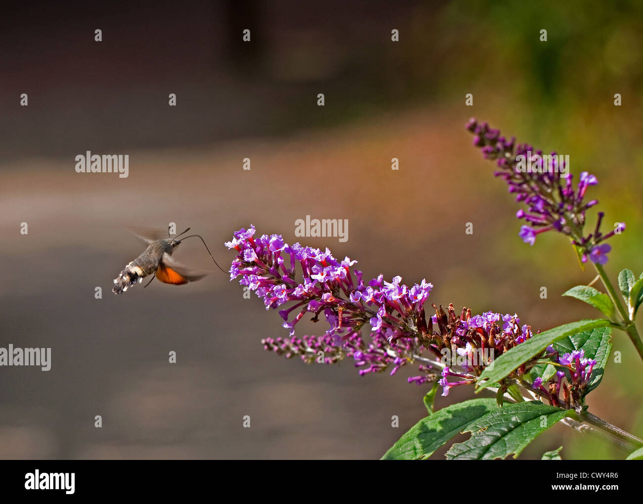 Moth with long proboscis hi-res stock photography and images - Alamy
