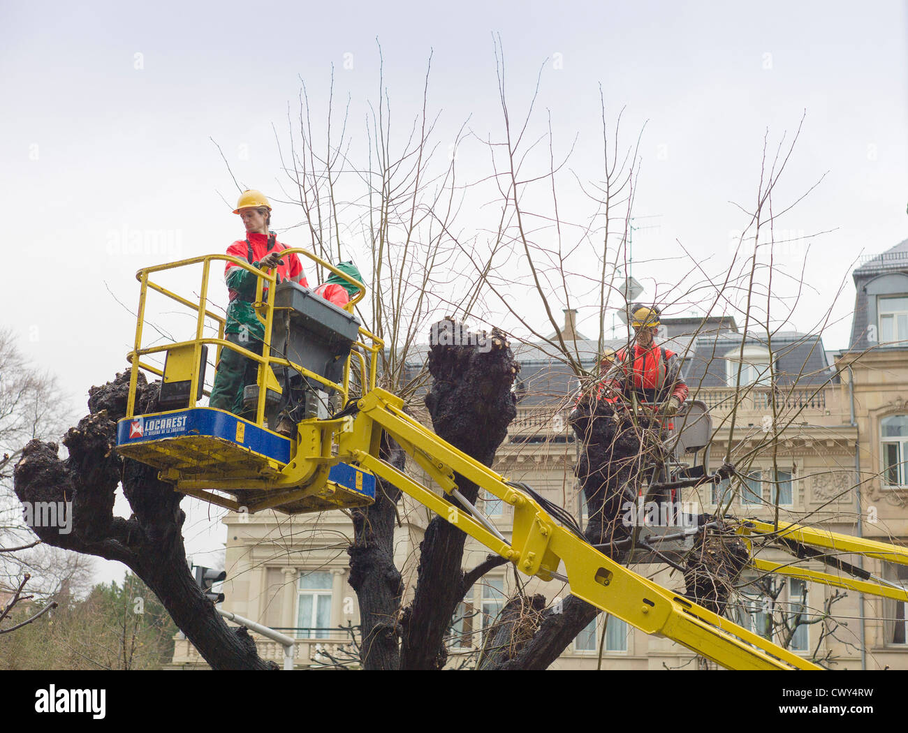Three tree surgeons on cherry picker pruning a lime tree, Strasbourg ...