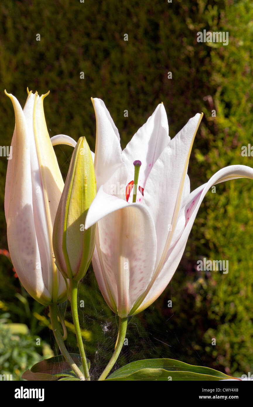 King Lily Garden flower at Amlwch Anglesey North Wales Uk.Stamens ...