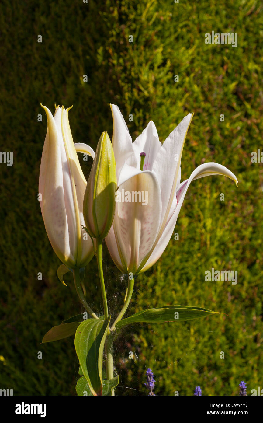 King Lily Garden flower at Amlwch Anglesey North Wales Uk.Stamens ...