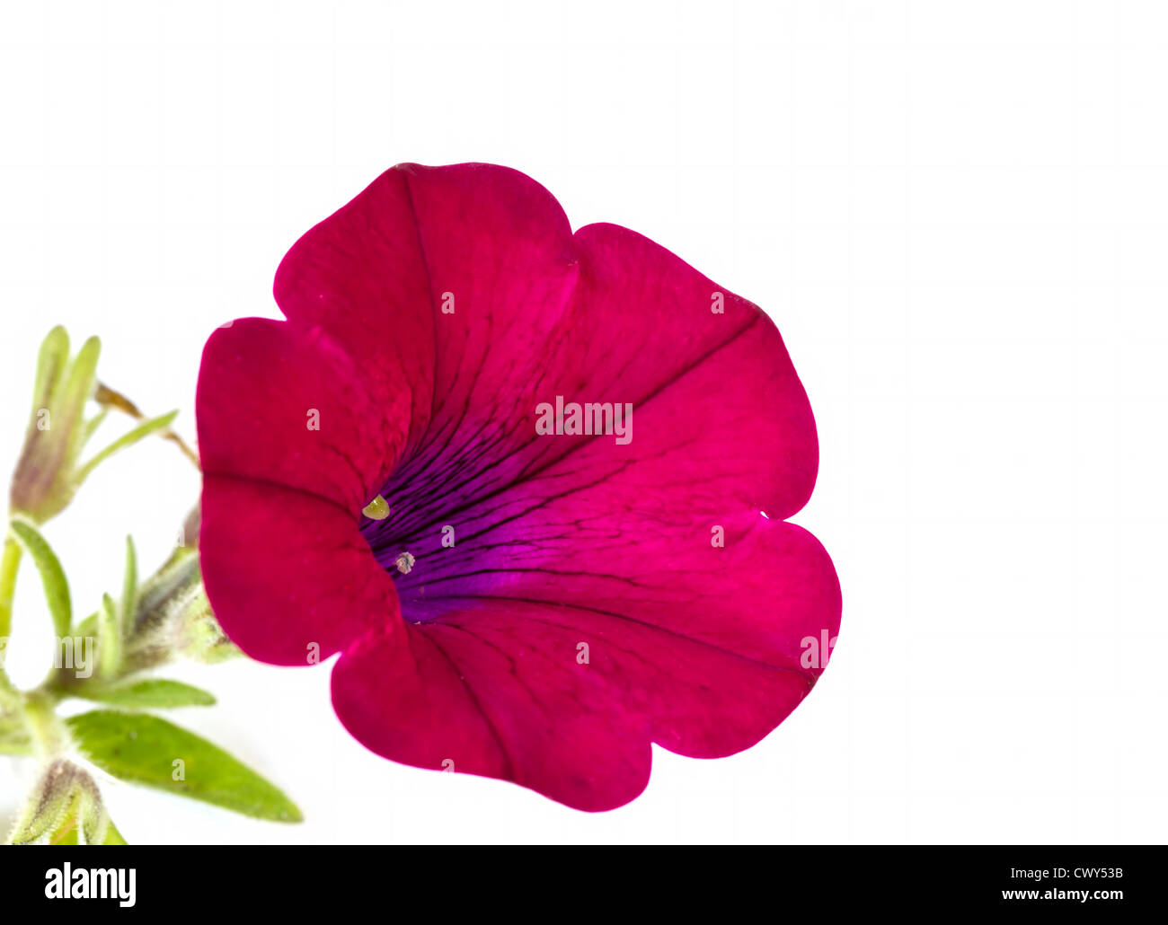 Petunia red flower hi-res stock photography and images - Alamy