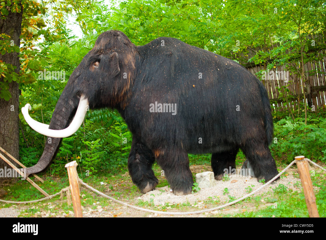 Mammuthus hi-res stock photography and images - Alamy
