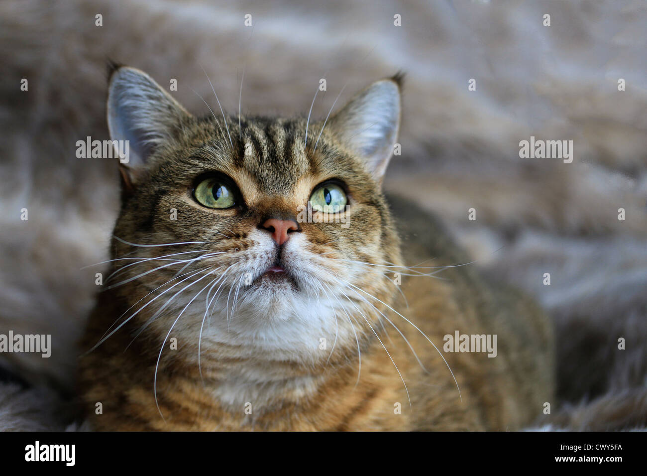 Tabby Pet Cat High Resolution Stock Photography and Images - Alamy